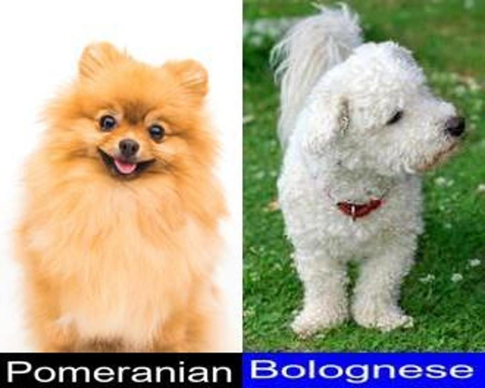 Pomeranian versus Bolognese. Final Verdict on Which one is a Better Pet ...
